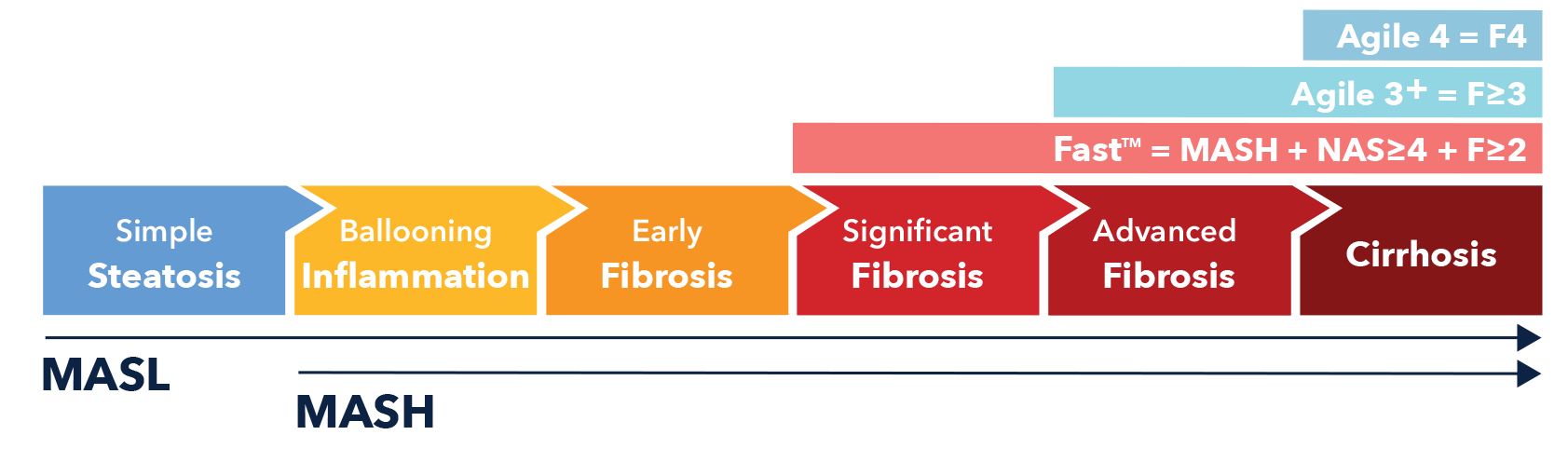 FibroScan®-based Score identify at-risk MASLD-MASH patients - ECHOSENS