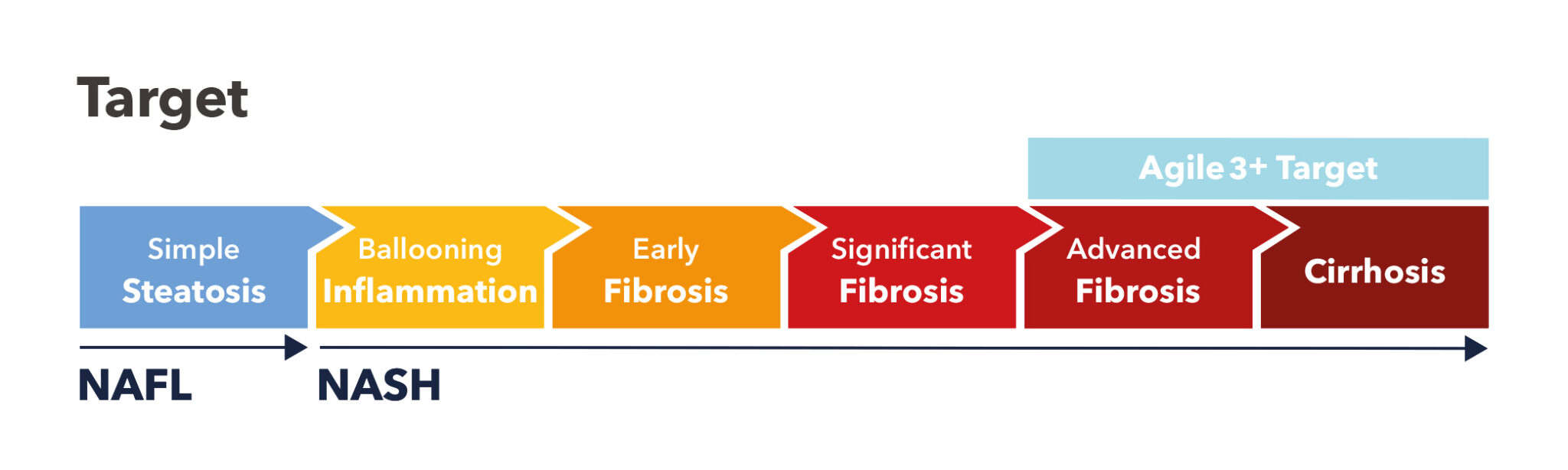 Agile 3+ Score: identify advanced fibrosis in MASLD patients - Echosens